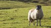 CR4 - Blog Entry: Sheep Free of Chernobyl Controls