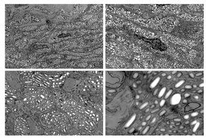 Field Emission SEM in Lizard Skin Study from CIQTEK Co., Ltd